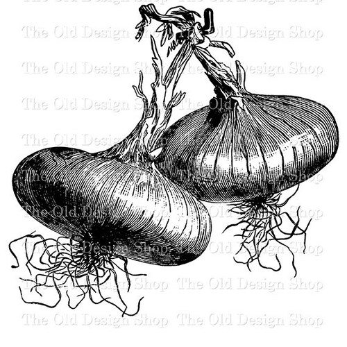 Onion Clip Art Garden Onions Illustration Commercial Use - Etsy