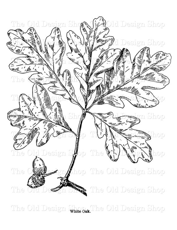 White Oak Leaf Drawing