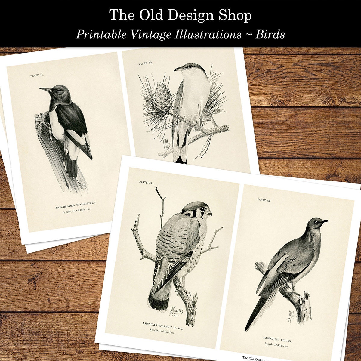 Printable Bird Illustrations Birds Digital Download Collage Sheets - Etsy