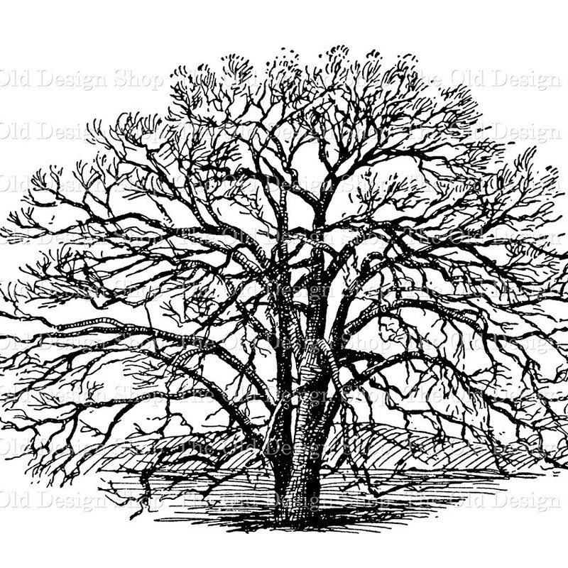 Oak Tree Banner - Etsy