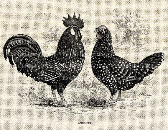 Vintage Chicken Clip Art