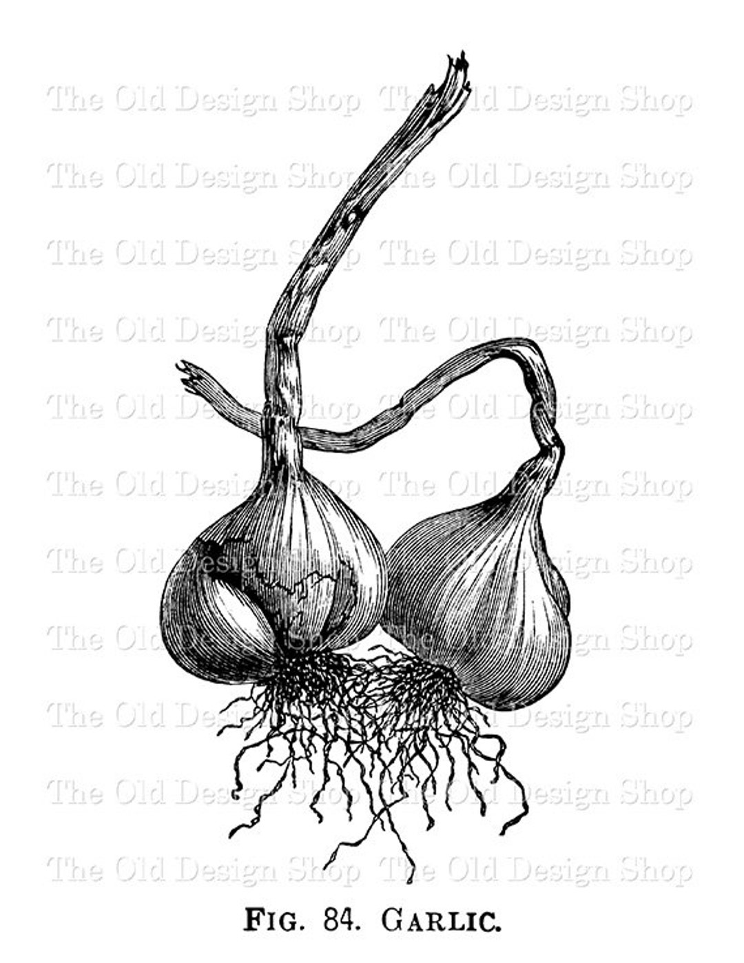 Garlic Bulb Clipart for Cardmaking Junk Journals Printable Ink Saver ...