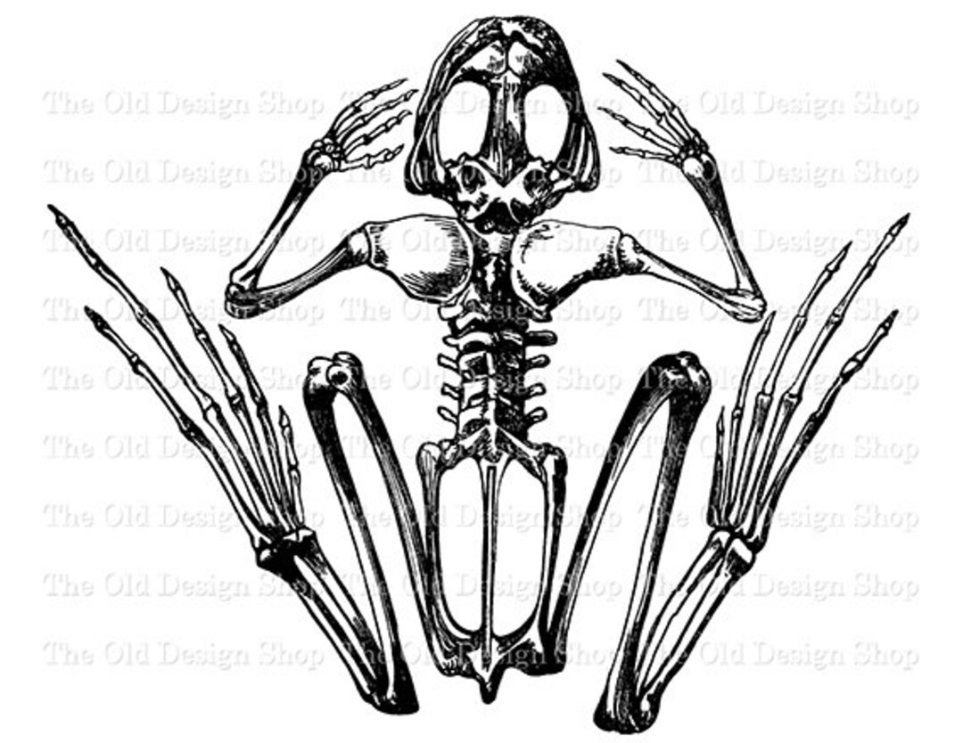 Frog Skeleton Clipart