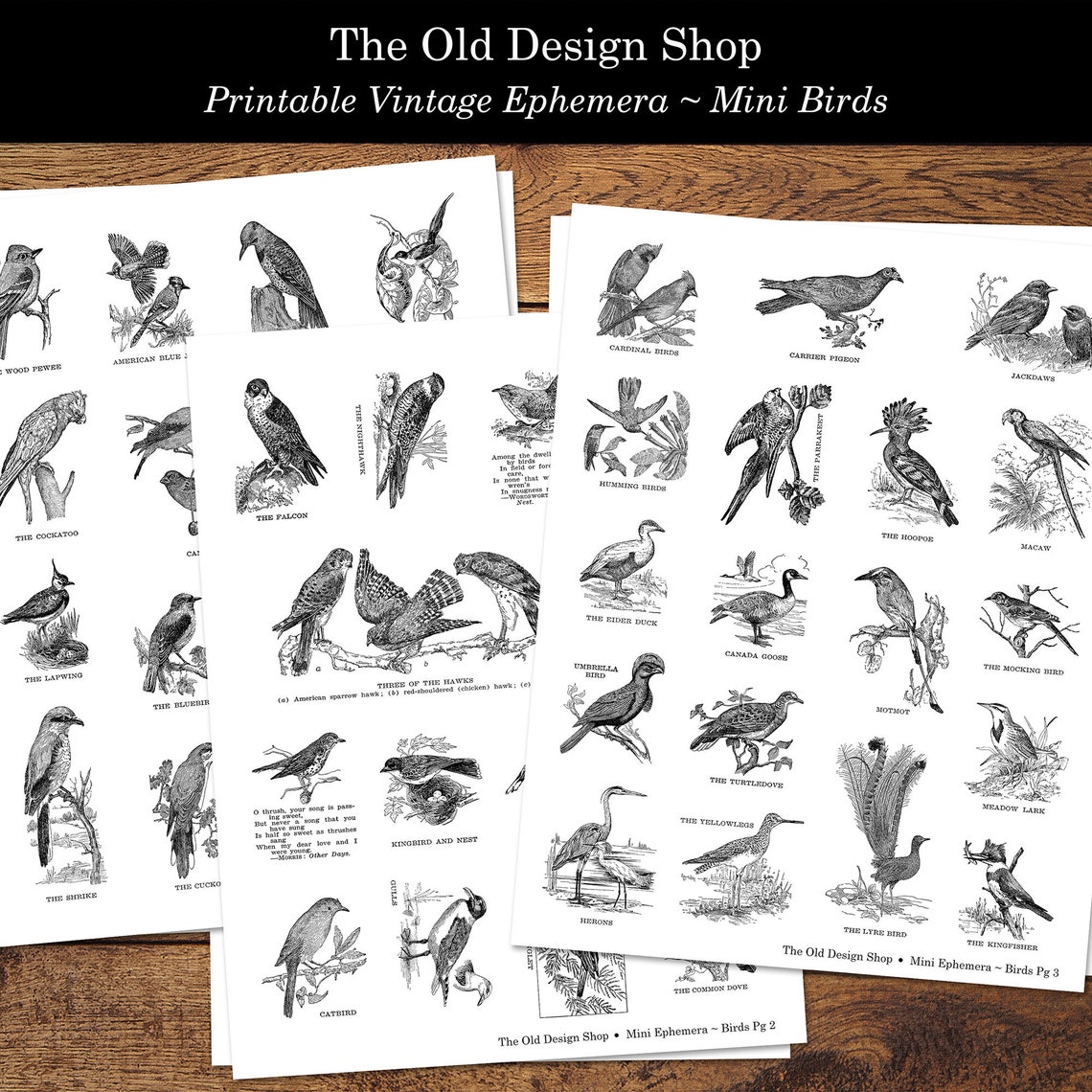 Bird Clip Art Mini Birds Printable Vintage Ephemera Digital - Etsy