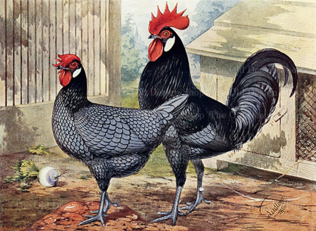 Grey Rooster