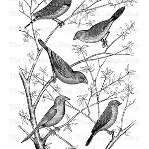 Finch Bird Clip Art Commercial Use Birds on Tree Branches - Etsy