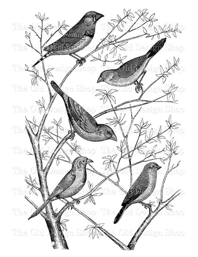 Finch Bird Clip Art Commercial Use Birds on Tree Branches - Etsy