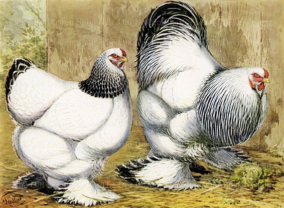 Light Brahma Chickens