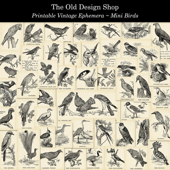 Vintage Bird Design