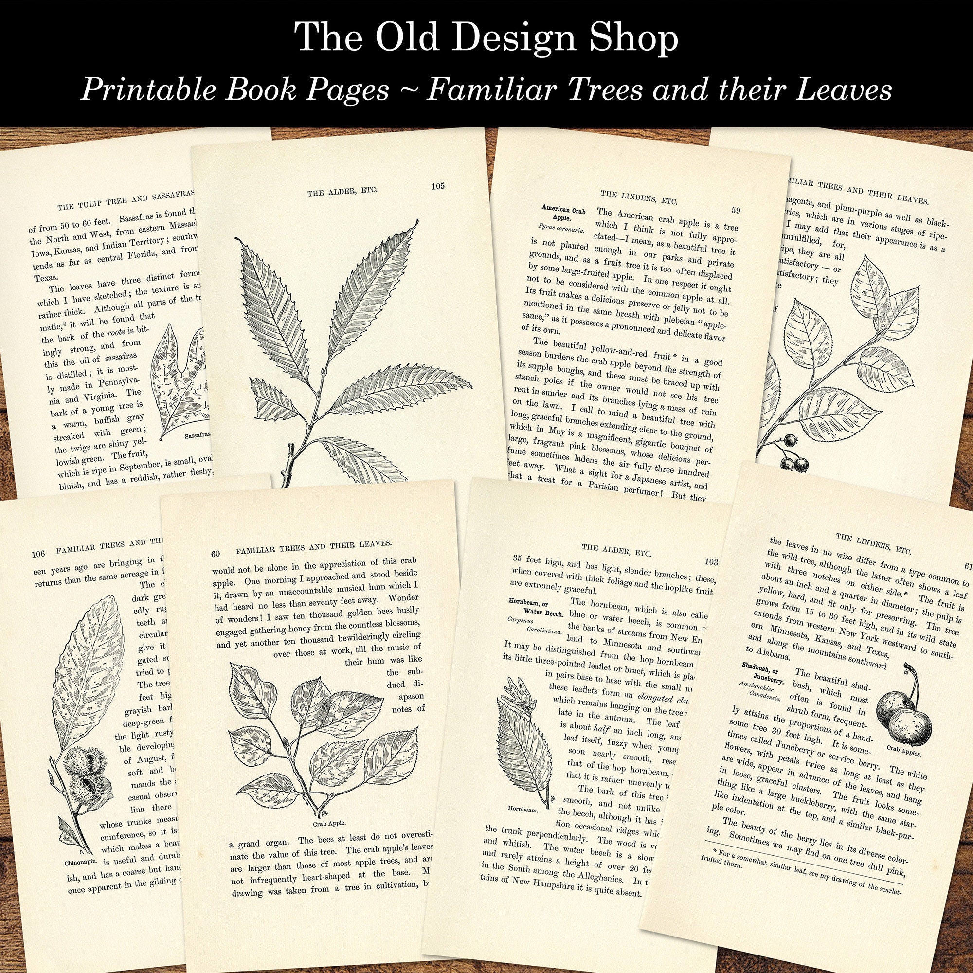 Vintage Tree Illustrations, Printable Book Pages, Botanical Ephemera ...