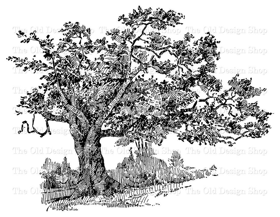 Charter Oak Tree Botanical Illustration Commercial Use Clip Art Digital ...