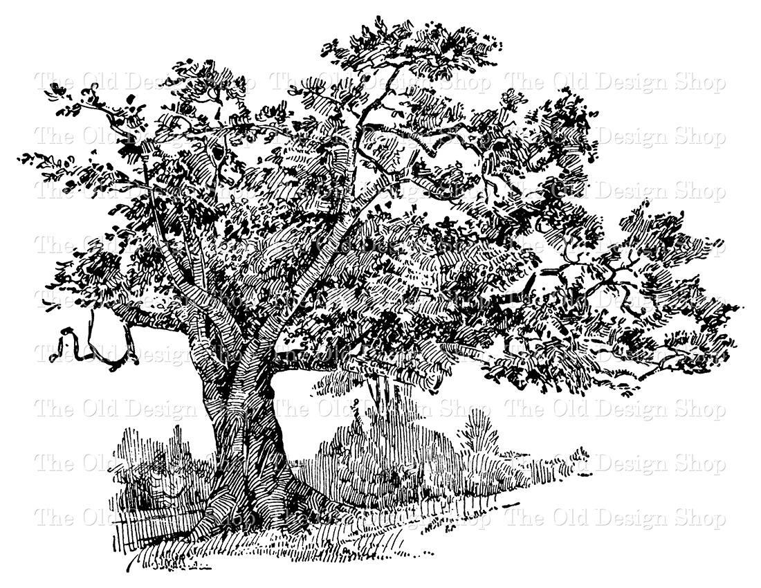Oak Tree Clip Art Black And White