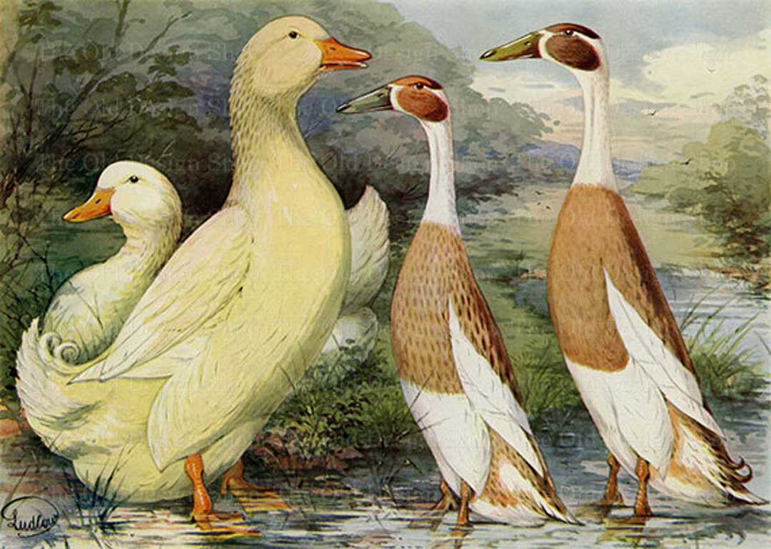 Printable Farm Art Vintage Duck Graphics Cardmaking Supply Farm Junk ...