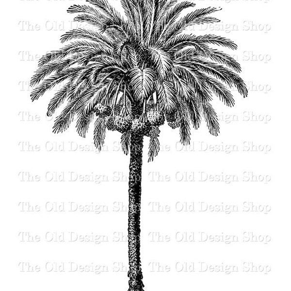 Palm Tree Stamp - Etsy