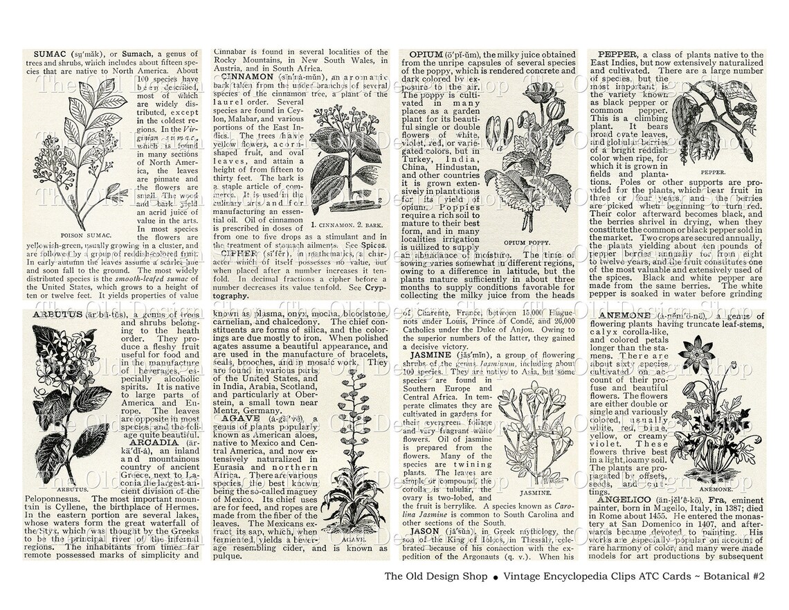 Set 2 Botanical Vintage Encyclopedia Clips Printable ATC Size | Etsy