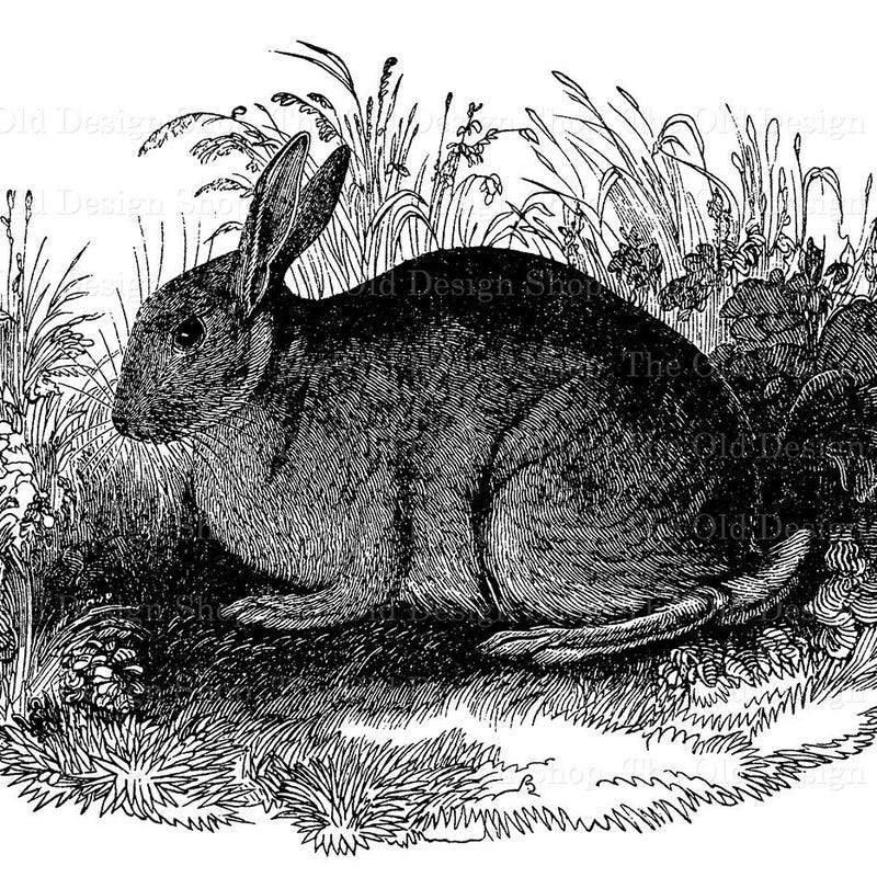 Rabbit Clip Art - Etsy