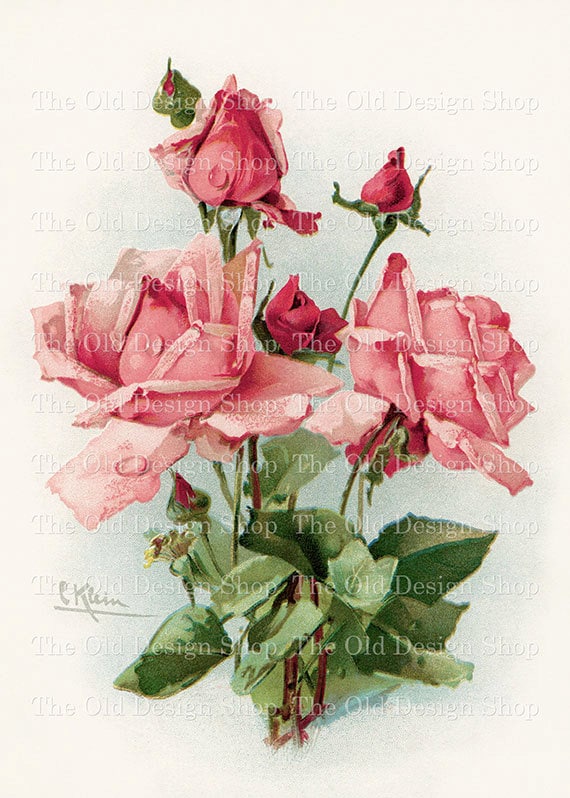 Pink Roses Vintage