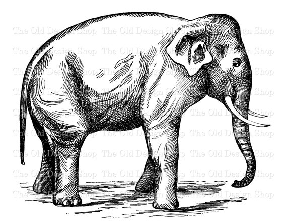 Vintage Elephant Clip Art 13,800+ Elephant Clipart Stock