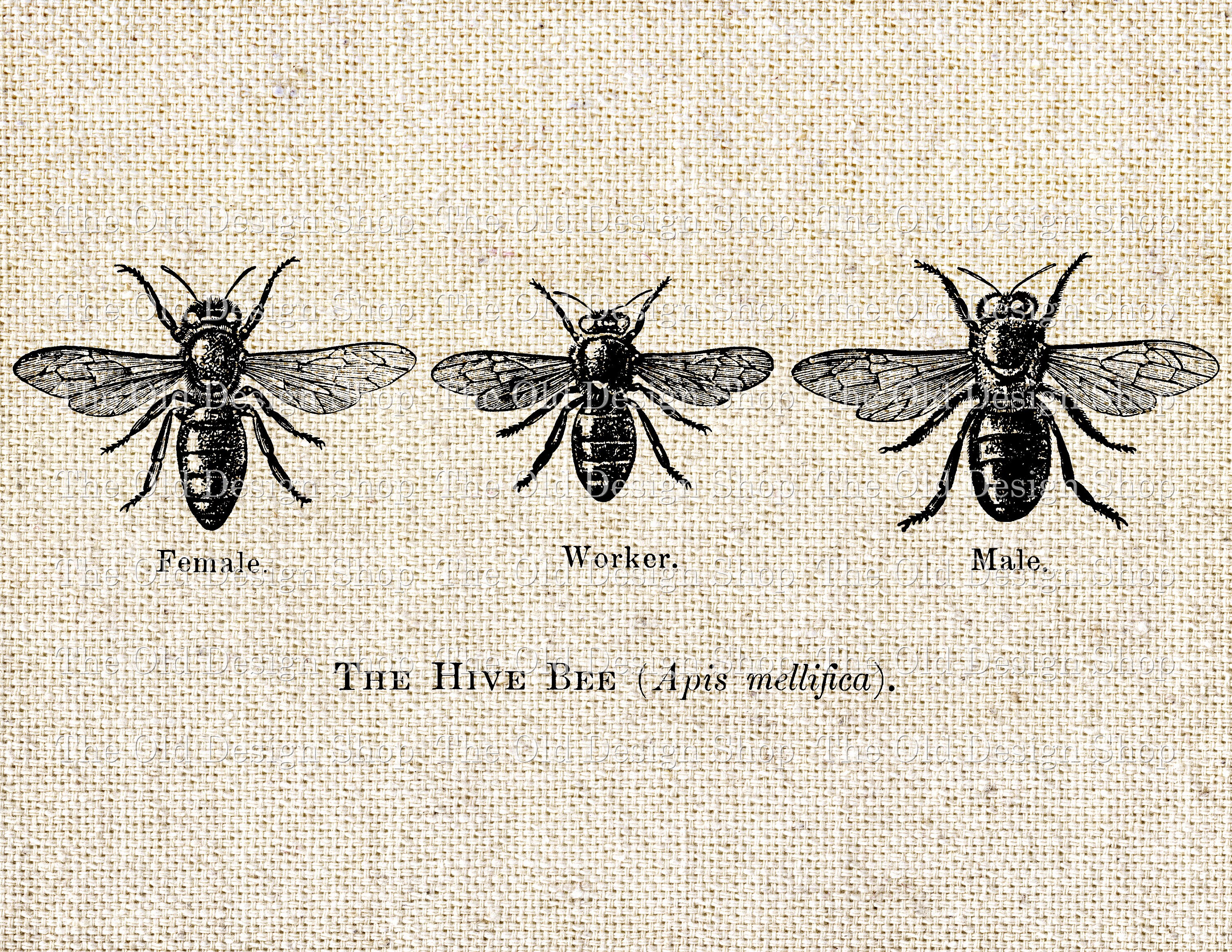 Queen Drone Male