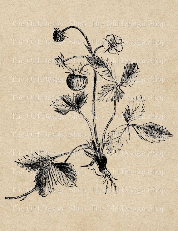 Strawberry Plant Clipart