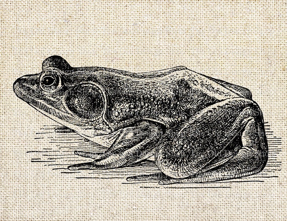 Frog Reading A Book Clipart Public Domain