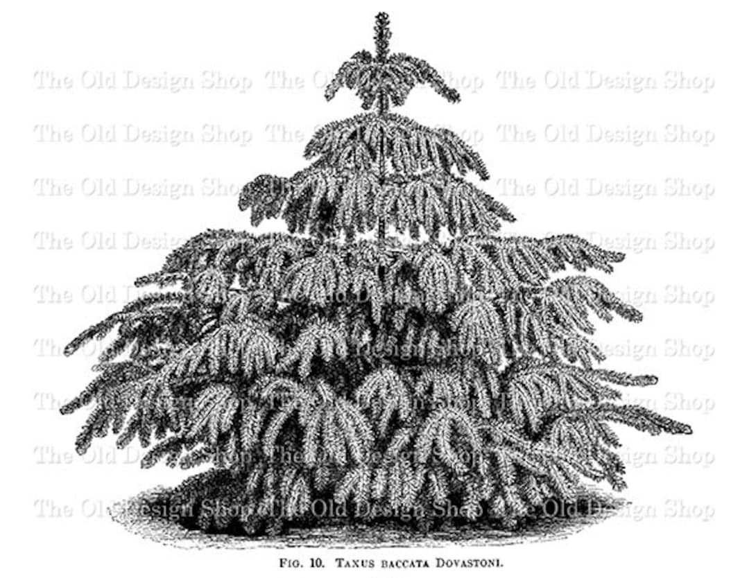 Yew Tree Clip Art Botanical Nature Illustration Commercial Use Digital ...
