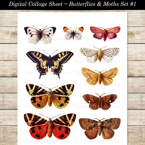 Vintage Butterfly Clipart Instant Download for Digital - Etsy