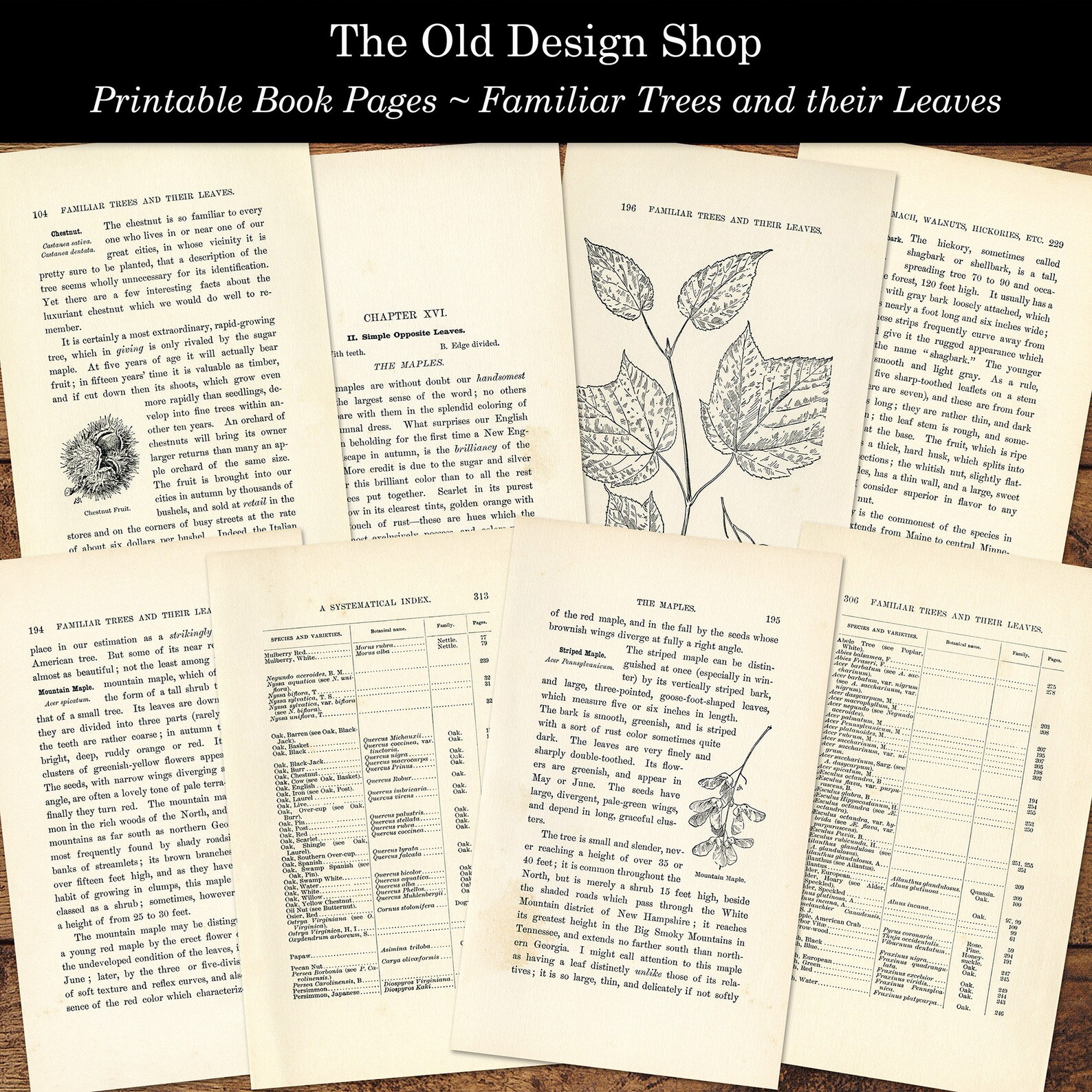Vintage Tree Illustrations, Printable Book Pages, Botanical Ephemera ...