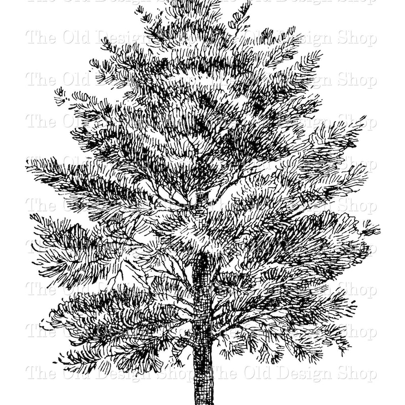 White Pine Tree - Etsy