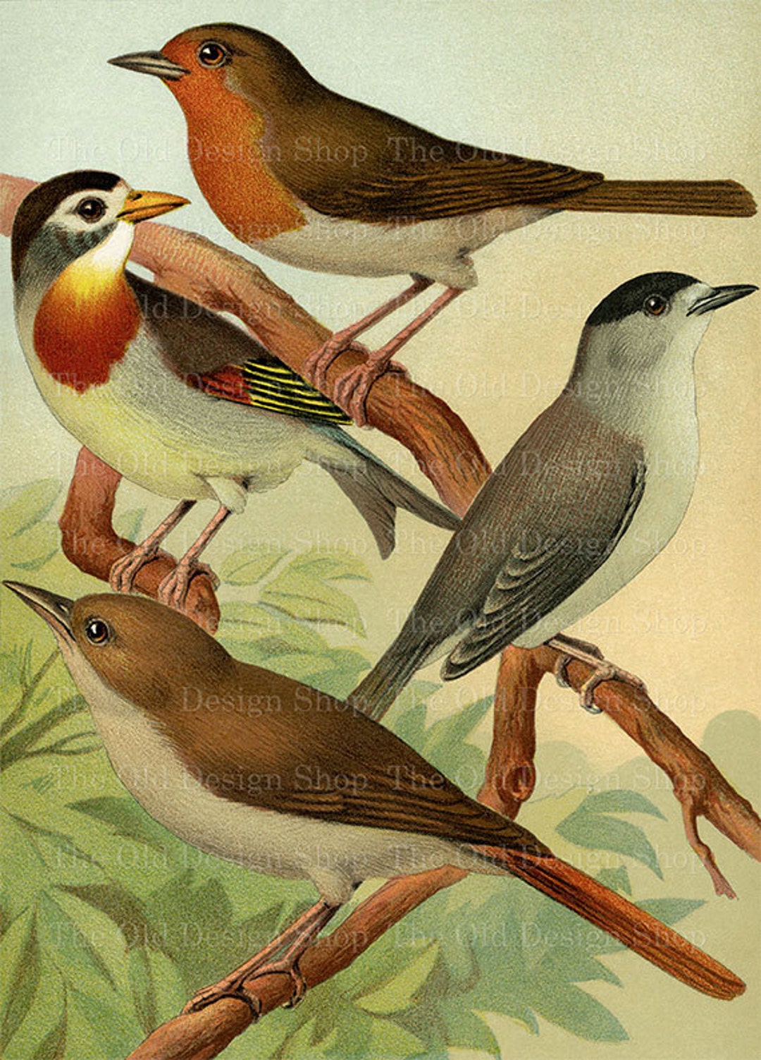 Bird Illustration Nightingale Robin Black Cap Birds Commercial - Etsy