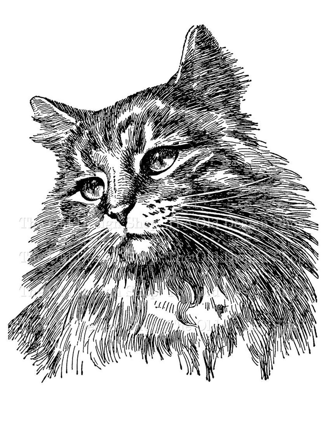 Cat Kitten Clipart for Cardmaking Junk Journals Vintage Cat Graphics ...