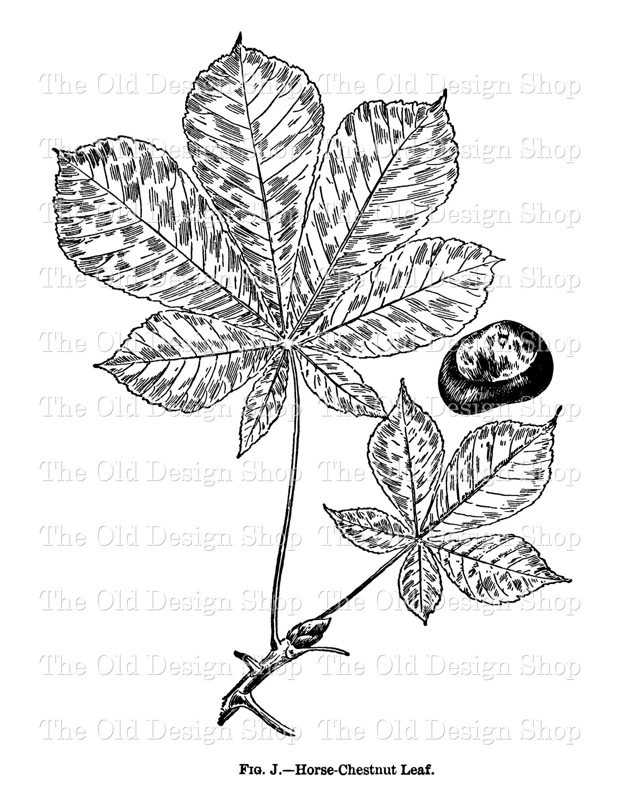 Paper Blank Cards Hand Printed Horse Chestnut Leaf Card etna.com.pe