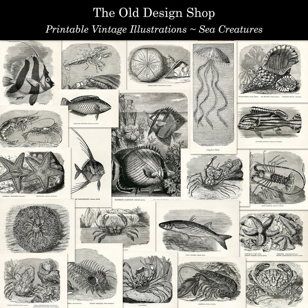 Fish Clipart Printable Vintage Graphics for Junk Journal Supply ...