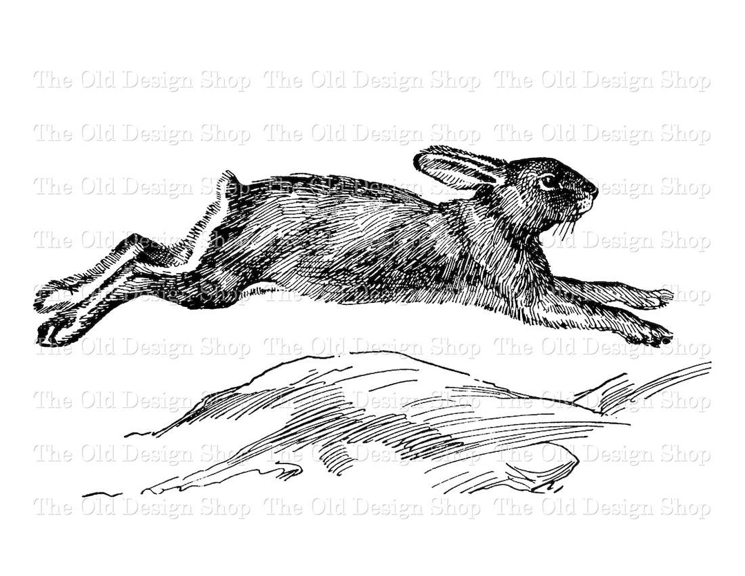 Rabbit Clip Art Vintage Hare Illustration Commercial Use Digital ...
