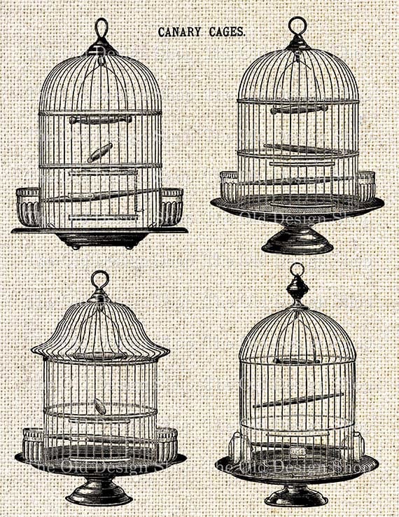 Vintage Birdcage Drawing