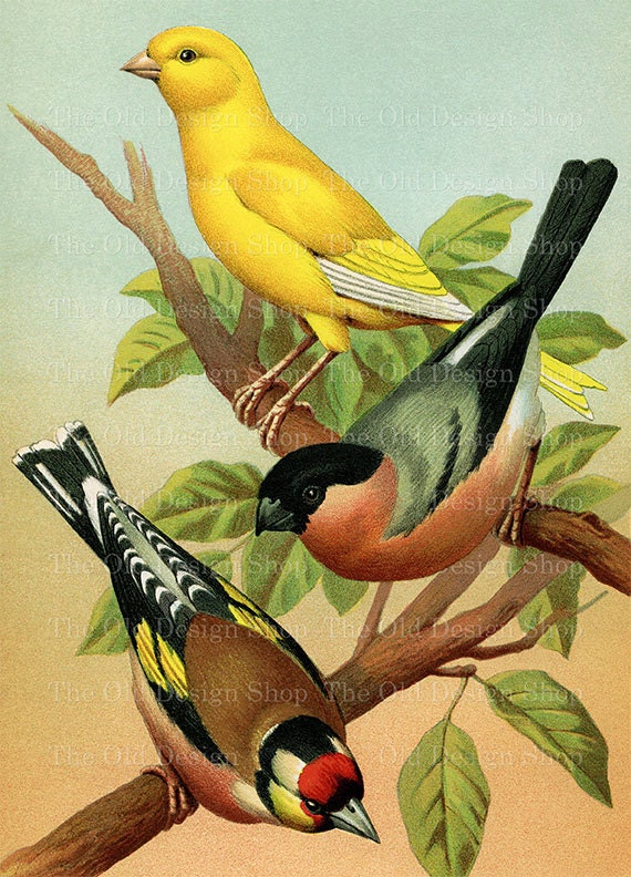 Vintage Bird Designs
