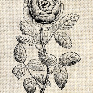 Tea Rose Clip Art Flower Illustration Commercial Use Digital | Etsy