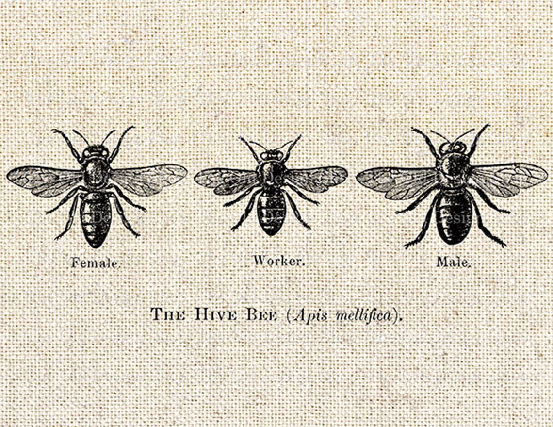 Bee Queen Worker Drone Bees Illustration Commercial Use Clip | Etsy