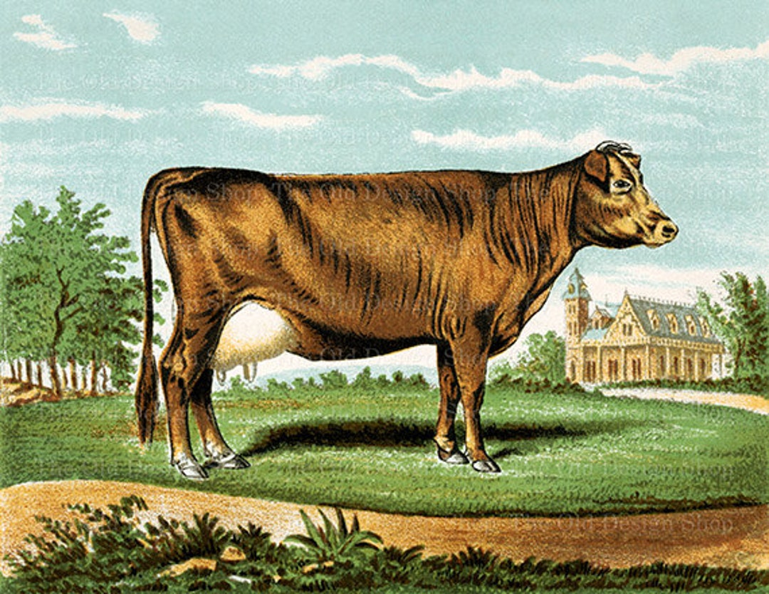 Vintage Cow Graphics Printable Farm Clipart Jersey Cow for Junk Journal ...