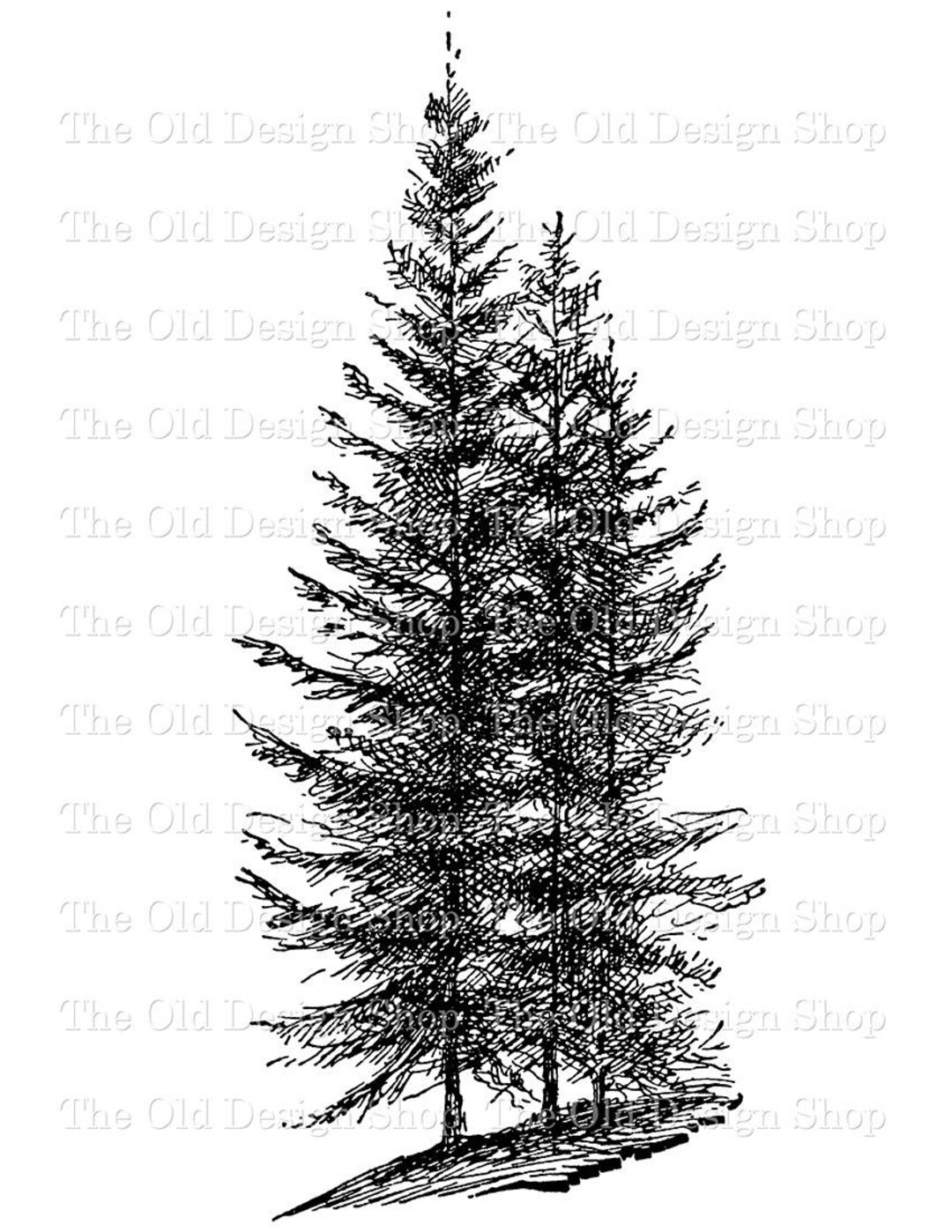 Balsam Fir Tree Clip Art Botanical Illustration Commercial Use Digital ...