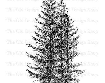 Evergreen Tree Clip Art Botanical Illustration Commercial Use | Etsy