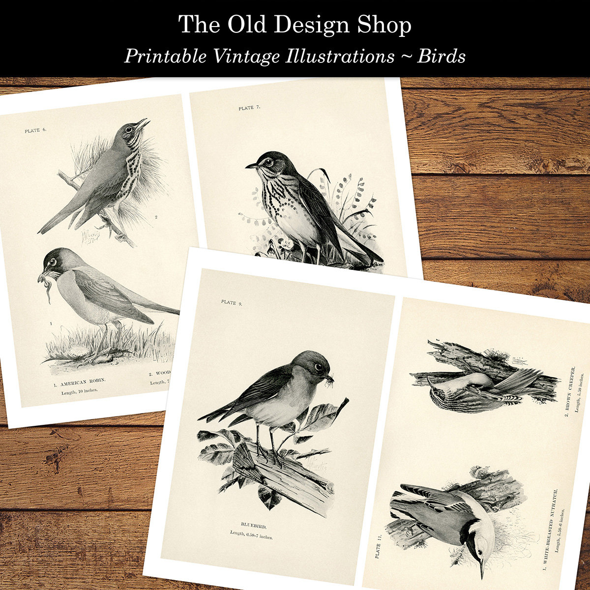 Printable Bird Illustrations Birds Digital Download Collage Sheets - Etsy