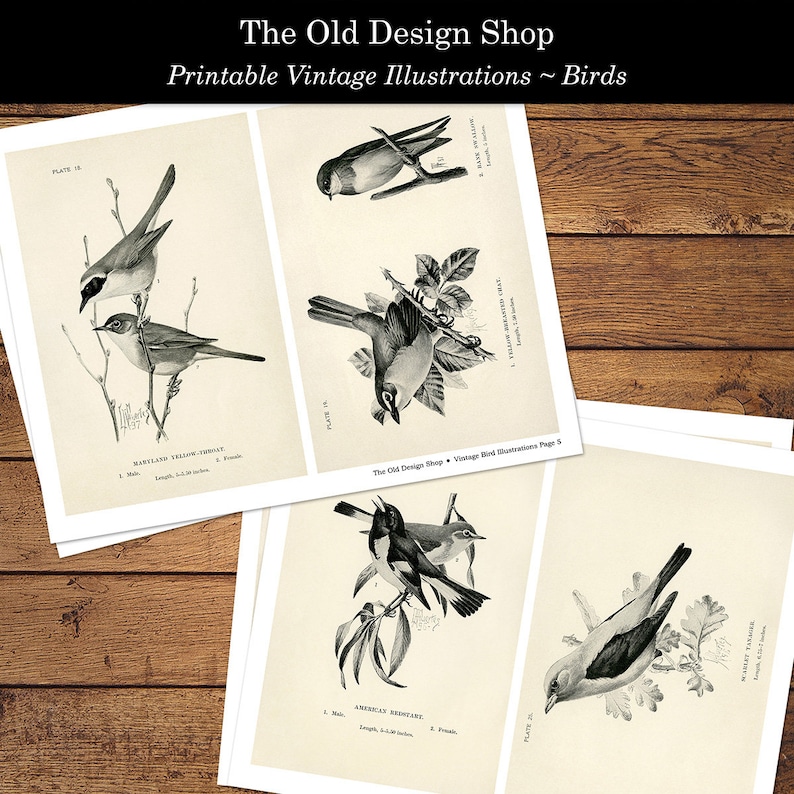 Printable Bird Illustrations Birds Digital Download Collage Sheets - Etsy