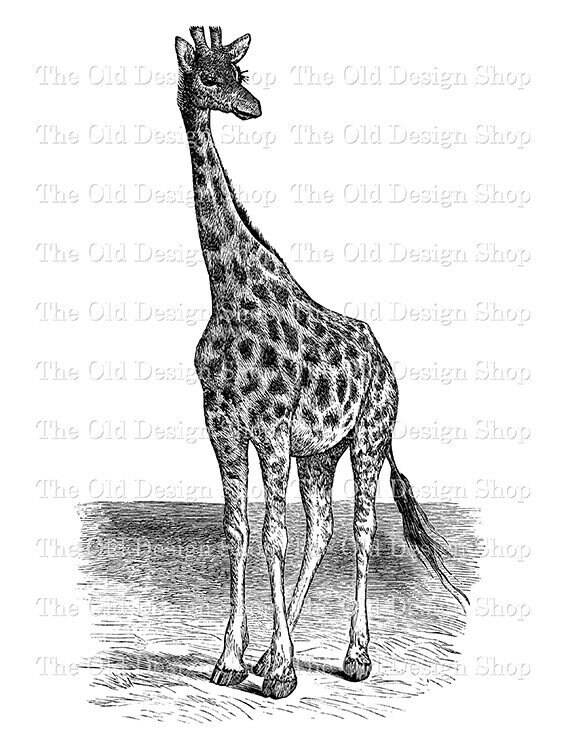 Vintage Ink Drawings Giraffe