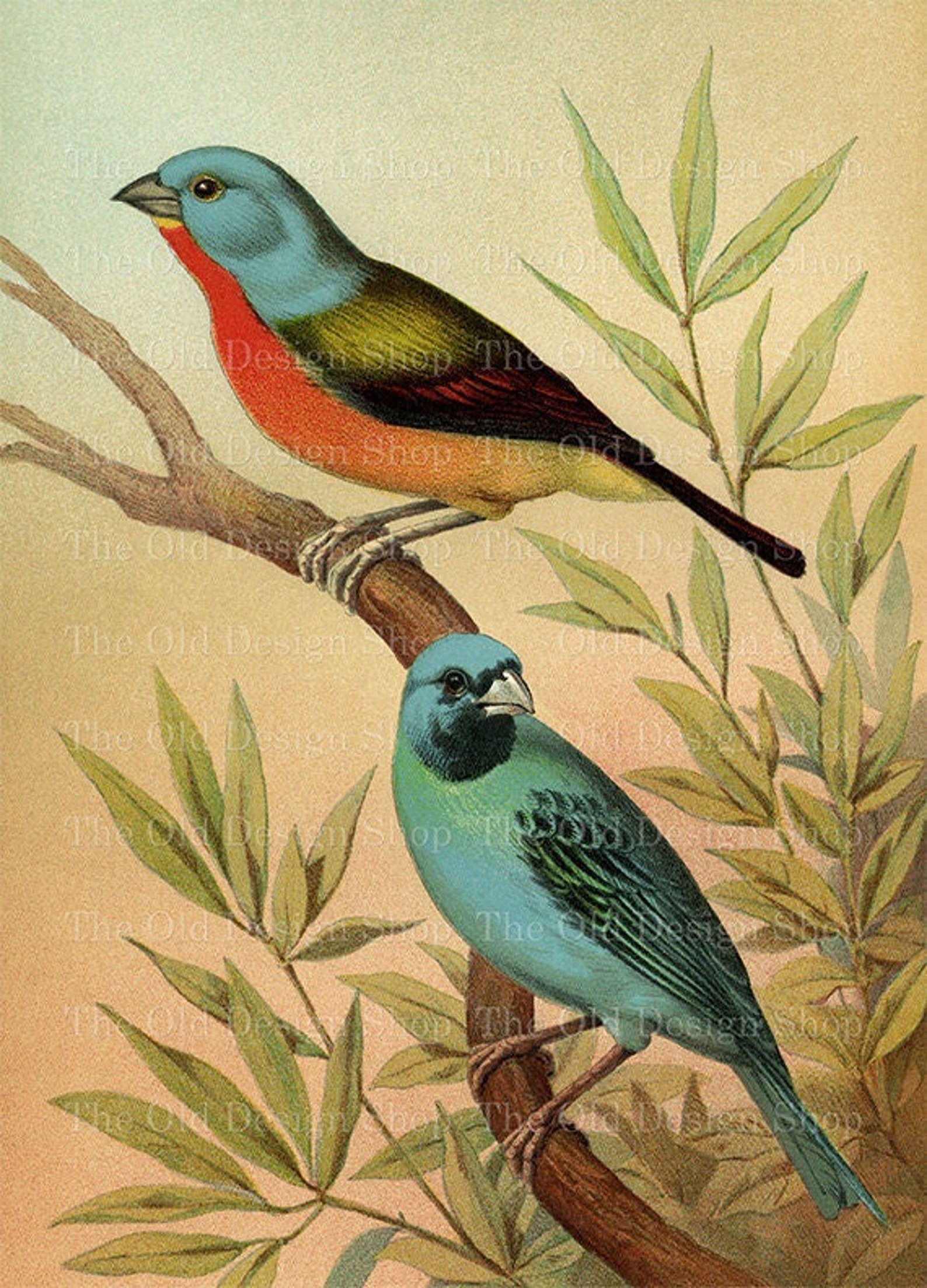 Colorful Bird Clip Art Birds Perched on Tree Branch Printable - Etsy