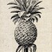 Pineapple Clipart for Cardmaking Junk Journals Ink Saver Vintage Fruit ...