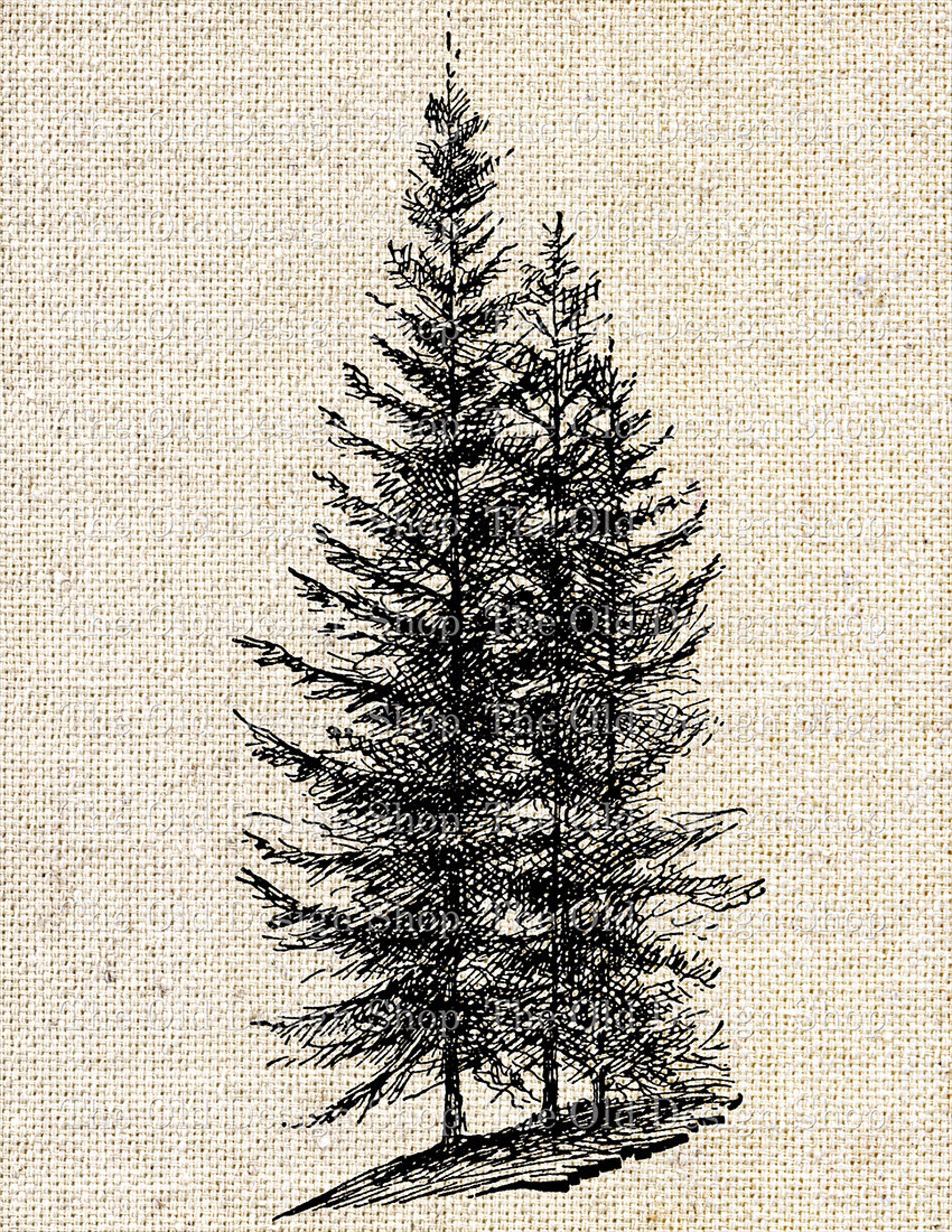 Balsam Fir Tree Clip Art Botanical Illustration Commercial Use Digital ...
