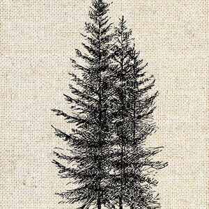 Balsam Fir Tree Clip Art Botanical Illustration Commercial Use Digital ...