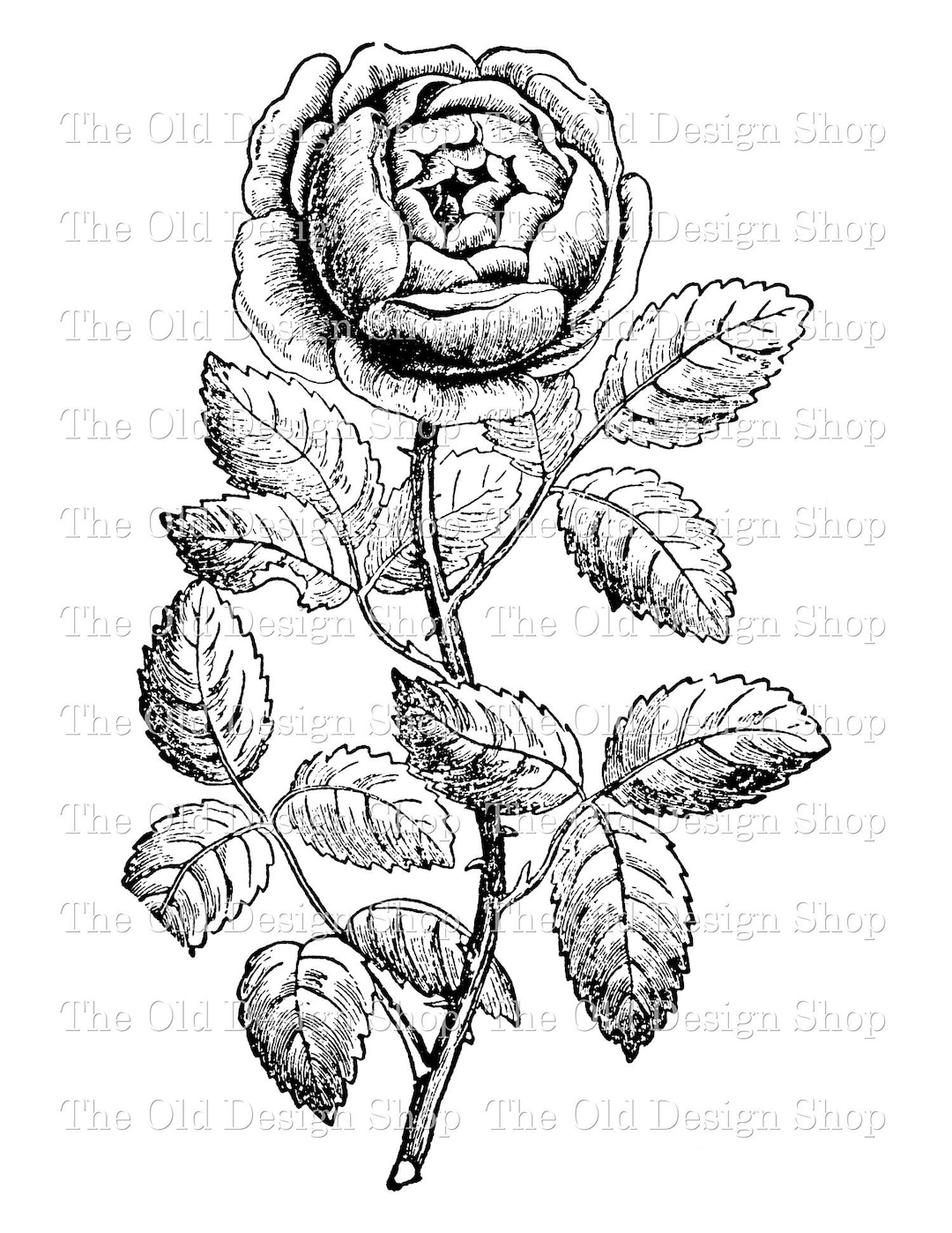 Tea Rose Clip Art Flower Illustration Commercial Use Digital - Etsy
