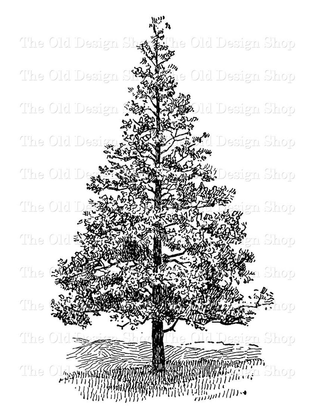 Evergreen Tree Clip Art Botanical Illustration Commercial Use Digital ...